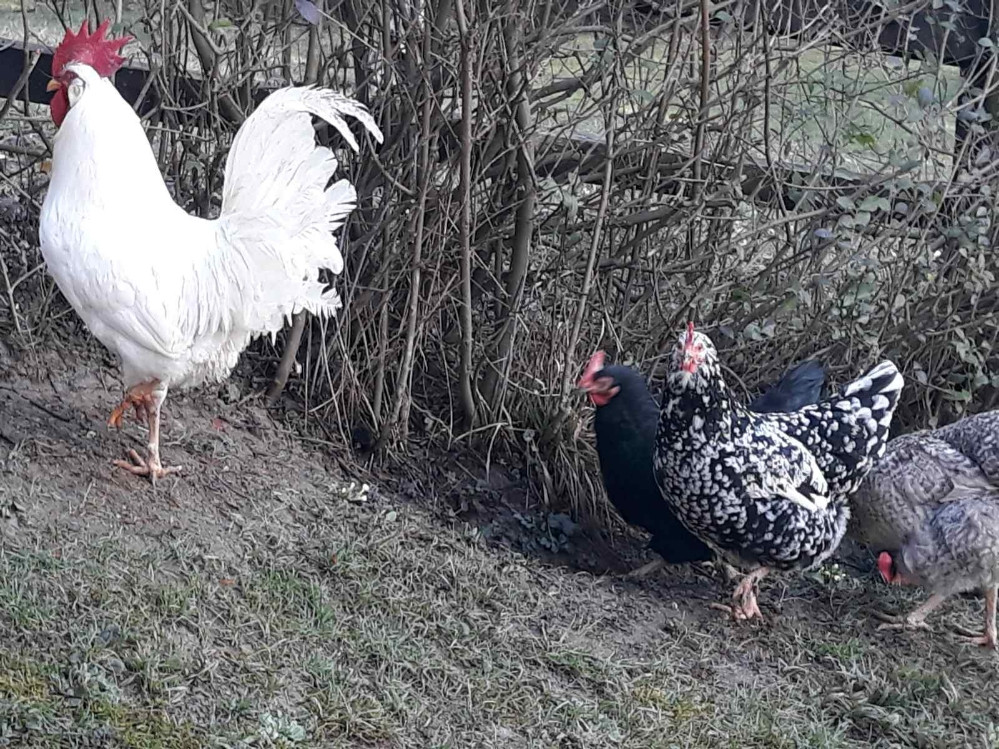 Domace Kokoske - Kokoške - OLX.ba