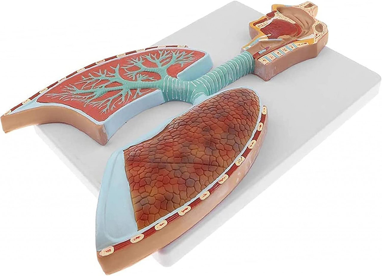 Anatomski model pluća-respiratorni trakt - Ostalo - OLX.ba