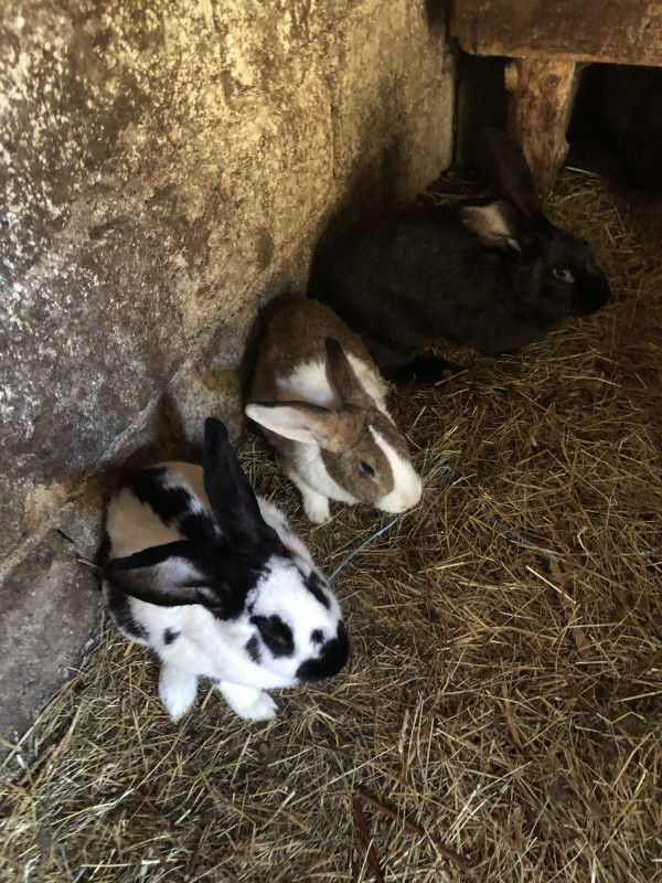 Odrasli i mladi zecevi - Zečevi - OLX.ba