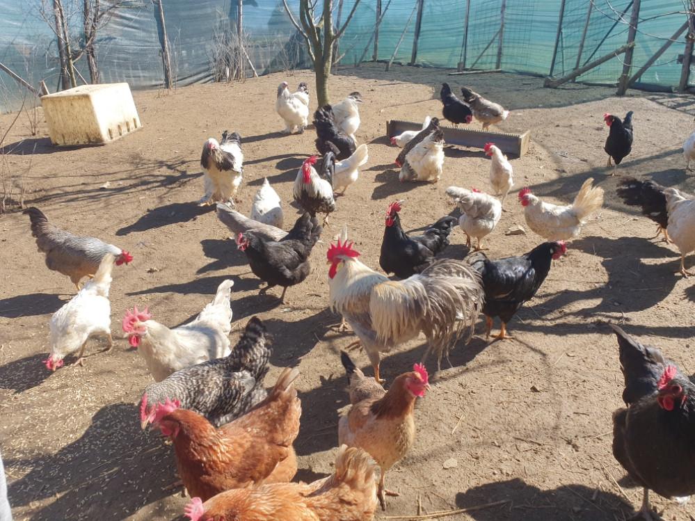 Kokoske, koke, perad na prodaju - Kokoške - OLX.ba