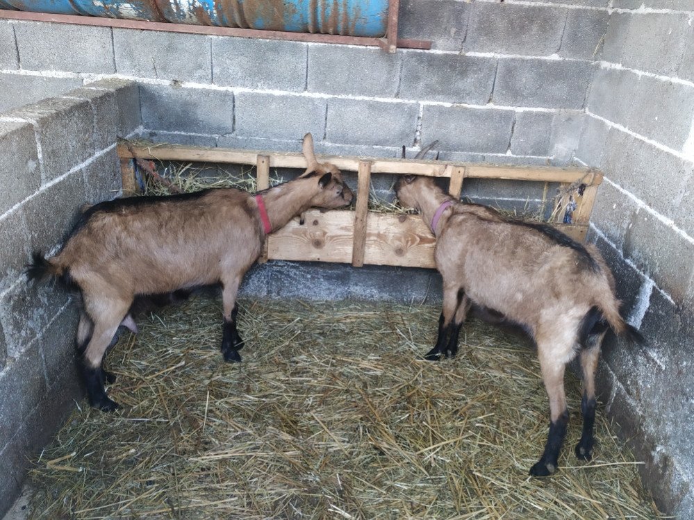 alpske koze - Koze - OLX.ba