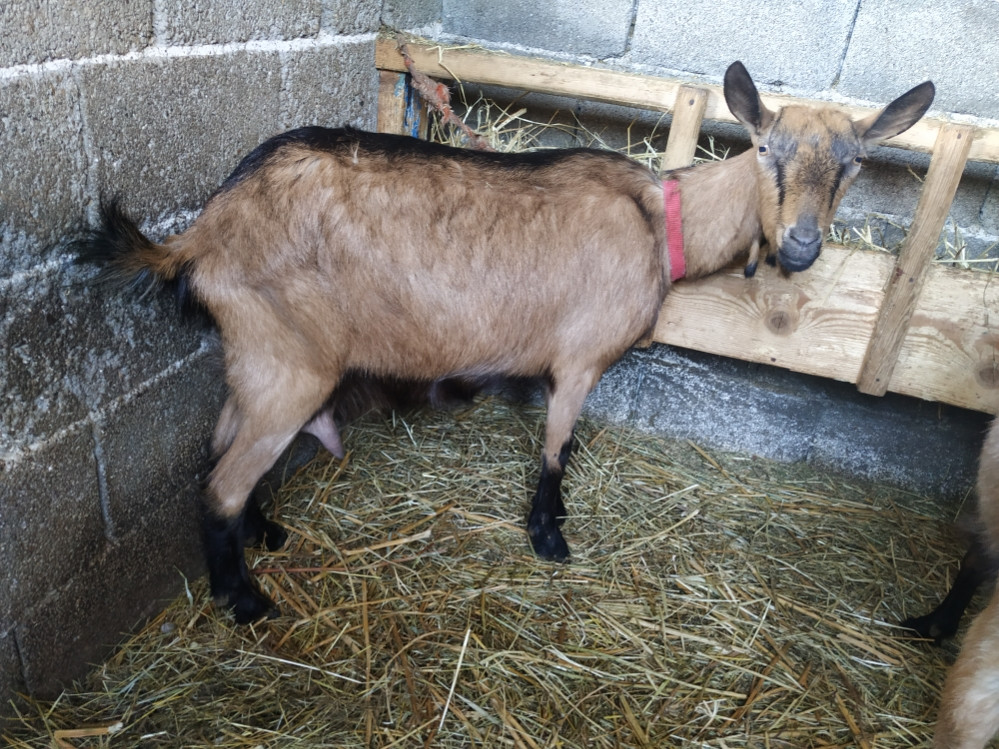 alpske koze - Koze - OLX.ba