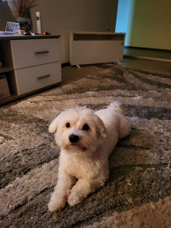 Muzijak maltezer za parenje - Parenje - OLX.ba