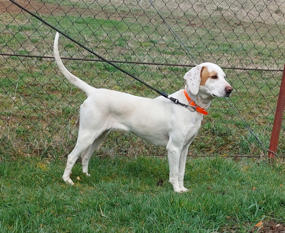 Lovacki pas istarski kratkodlaki gonic psi - Psi i Štenad - OLX.ba