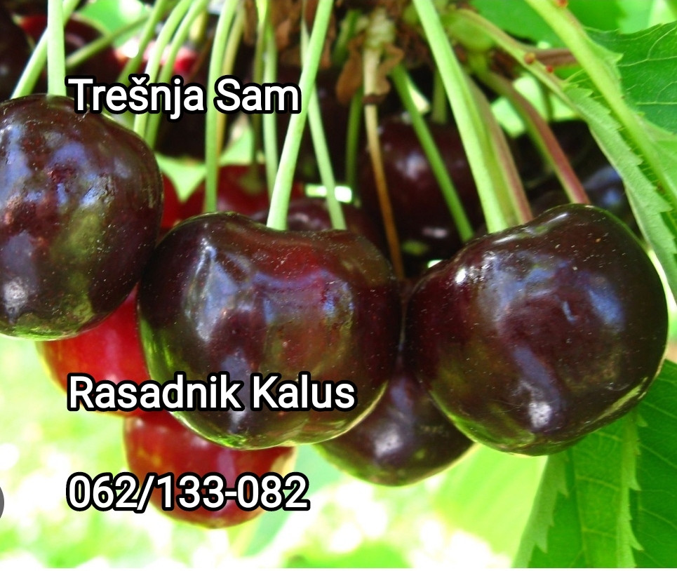 Sadnica trešnja sadnice trešanja ašlama burlat kordia.. - Sadnice - OLX.ba