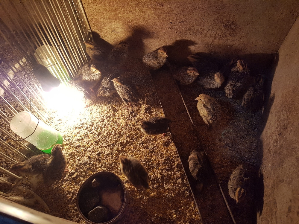 Pilici prepelice - Prepelice - OLX.ba