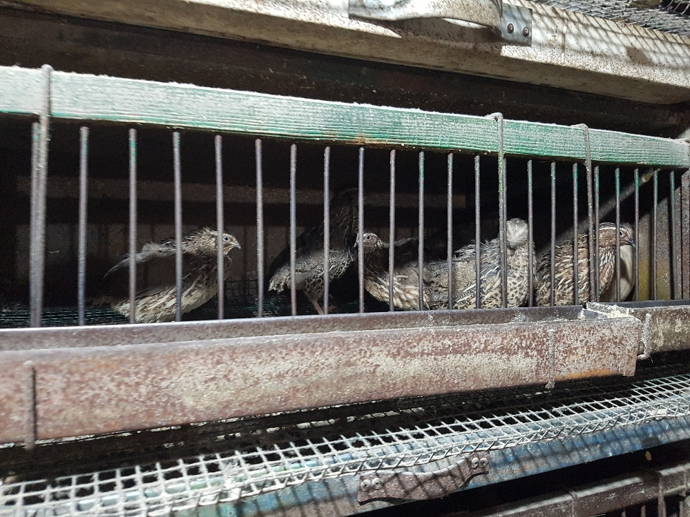 Pilici prepelice - Prepelice - OLX.ba