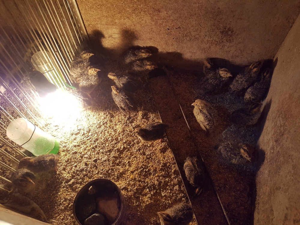 Pilici prepelice - Prepelice - OLX.ba