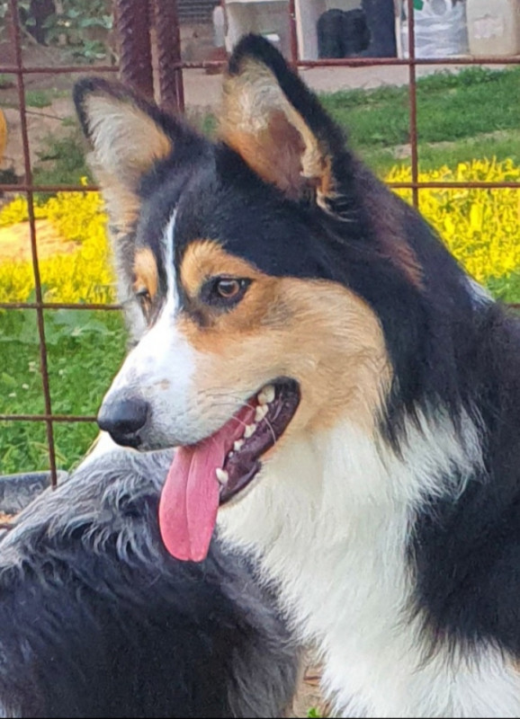 Border Koli Štenad Sa Papirima - Psi i Štenad - OLX.ba