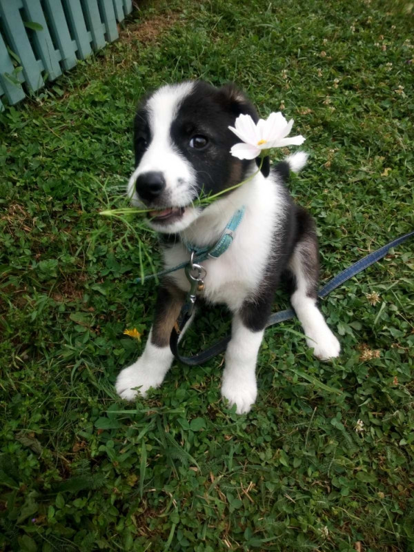 Border Koli Štenad Sa Papirima - Psi i Štenad - OLX.ba