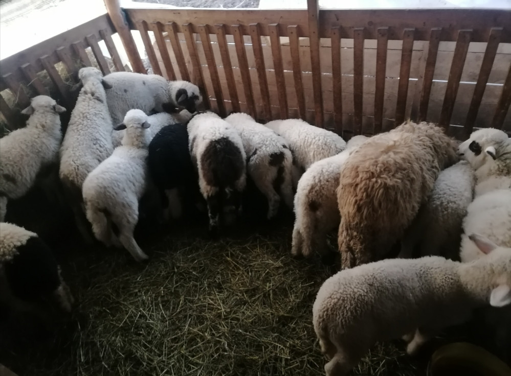 Janjad Janjci - Ovce - OLX.ba