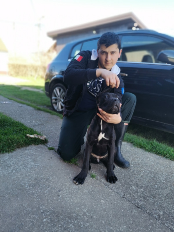Stenad Cane Corso - Psi i Štenad - OLX.ba