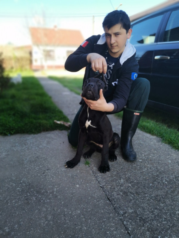 Stenad Cane Corso - Psi i Štenad - OLX.ba