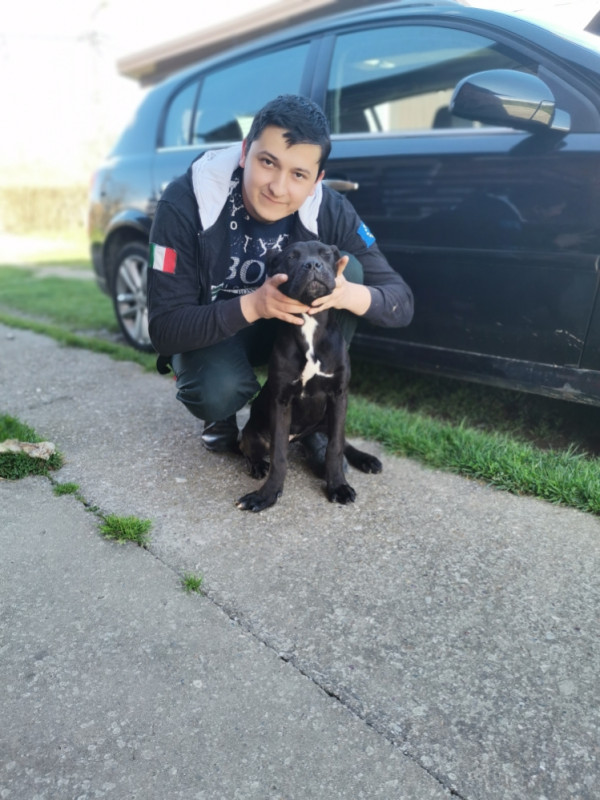 Stenad Cane Corso - Psi i Štenad - OLX.ba