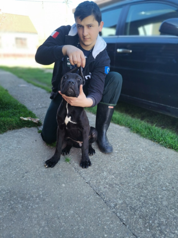 Stenad Cane Corso - Psi i Štenad - OLX.ba