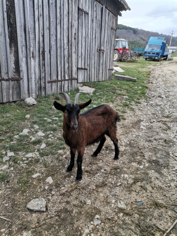 Alpska jarica sjarna koze alpine - Koze - OLX.ba