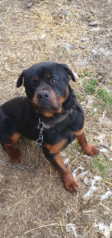 Rottweiler rotvajler - Psi i Štenad - OLX.ba