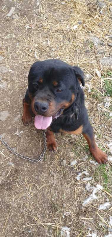Rottweiler rotvajler - Psi i Štenad - OLX.ba