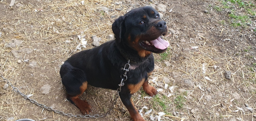 Rottweiler rotvajler - Psi i Štenad - OLX.ba