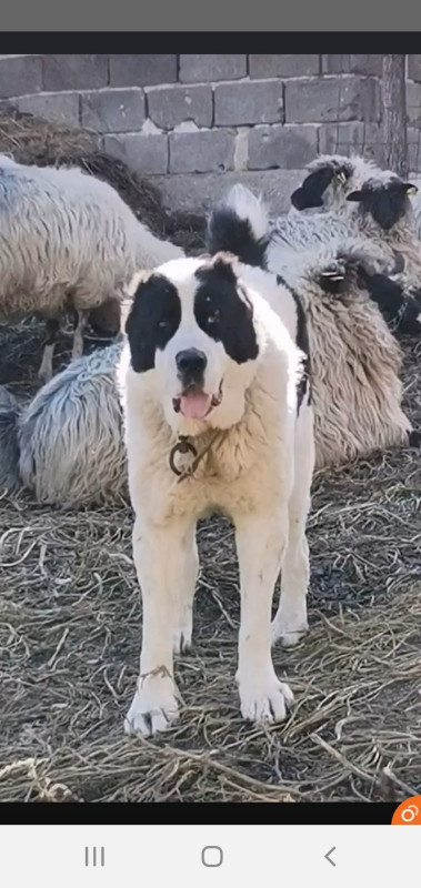 Azijat pas - Psi i Štenad - OLX.ba