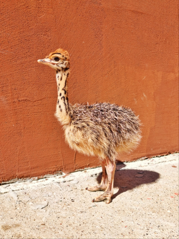 Afrički Noj - Ptice - OLX.ba