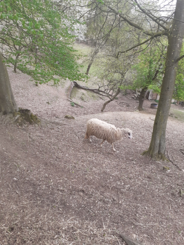 SJAJNA OVCA - Ovce - OLX.ba