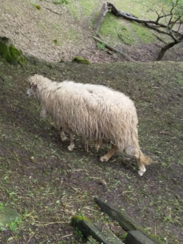 SJAJNA OVCA - Ovce - OLX.ba