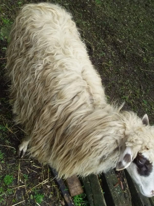 SJAJNA OVCA - Ovce - OLX.ba