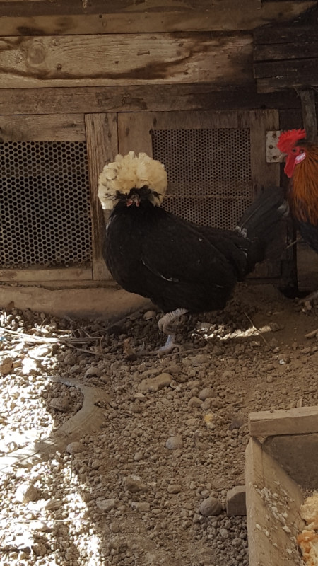 Kokosi kokoske ukrasne - Kokoške - OLX.ba