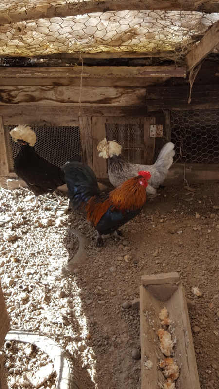 Kokosi kokoske ukrasne - Kokoške - OLX.ba