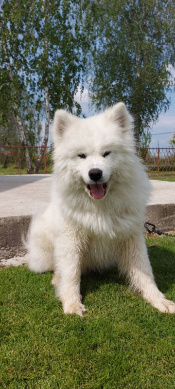 Samojed stenci - Psi i Štenad - OLX.ba