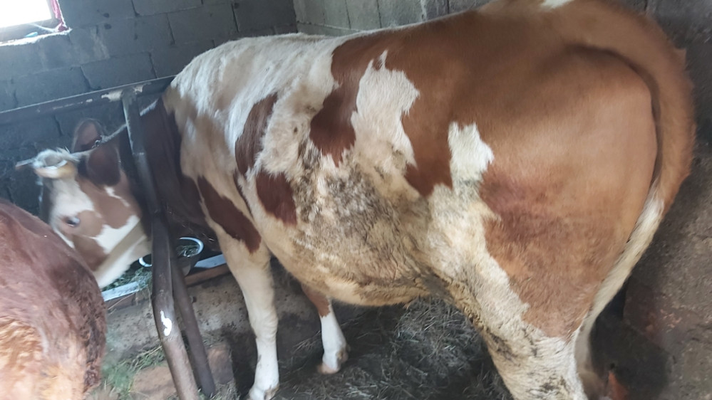 Krava -junica ne teljena za kurbana - Krave - OLX.ba