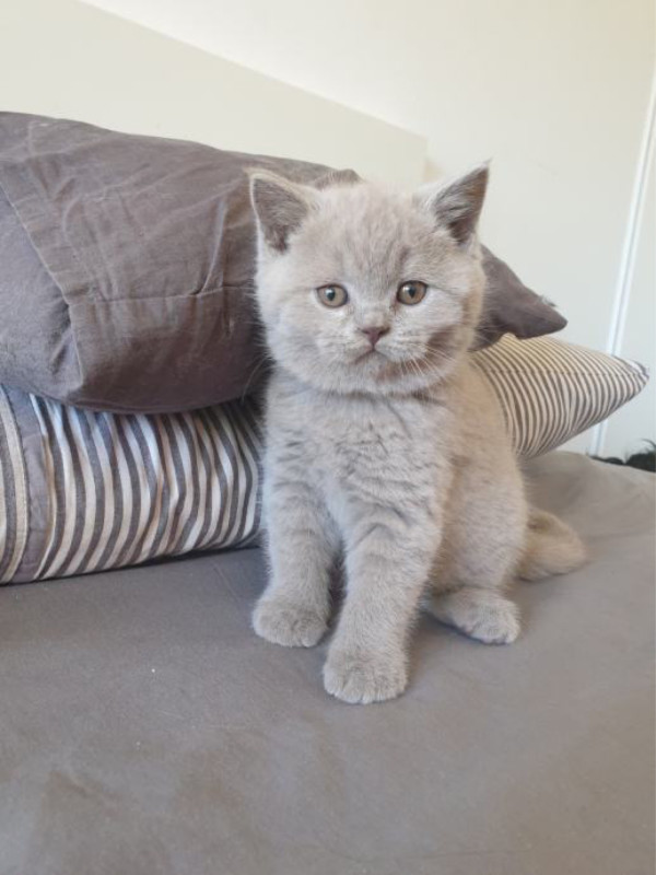 Britanska kratkodlaka macka (Detaljno) - Mačke - OLX.ba