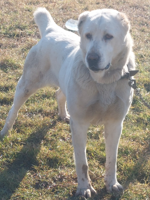 Azijat Kuja - Psi i Štenad - OLX.ba