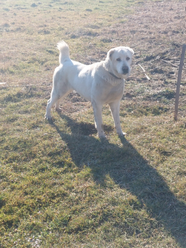 Azijat Kuja - Psi i Štenad - OLX.ba