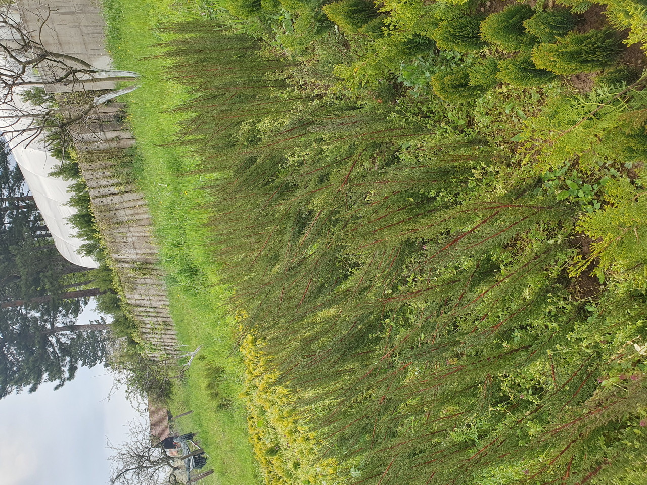 Zlatni cempresi - Sadnice - OLX.ba