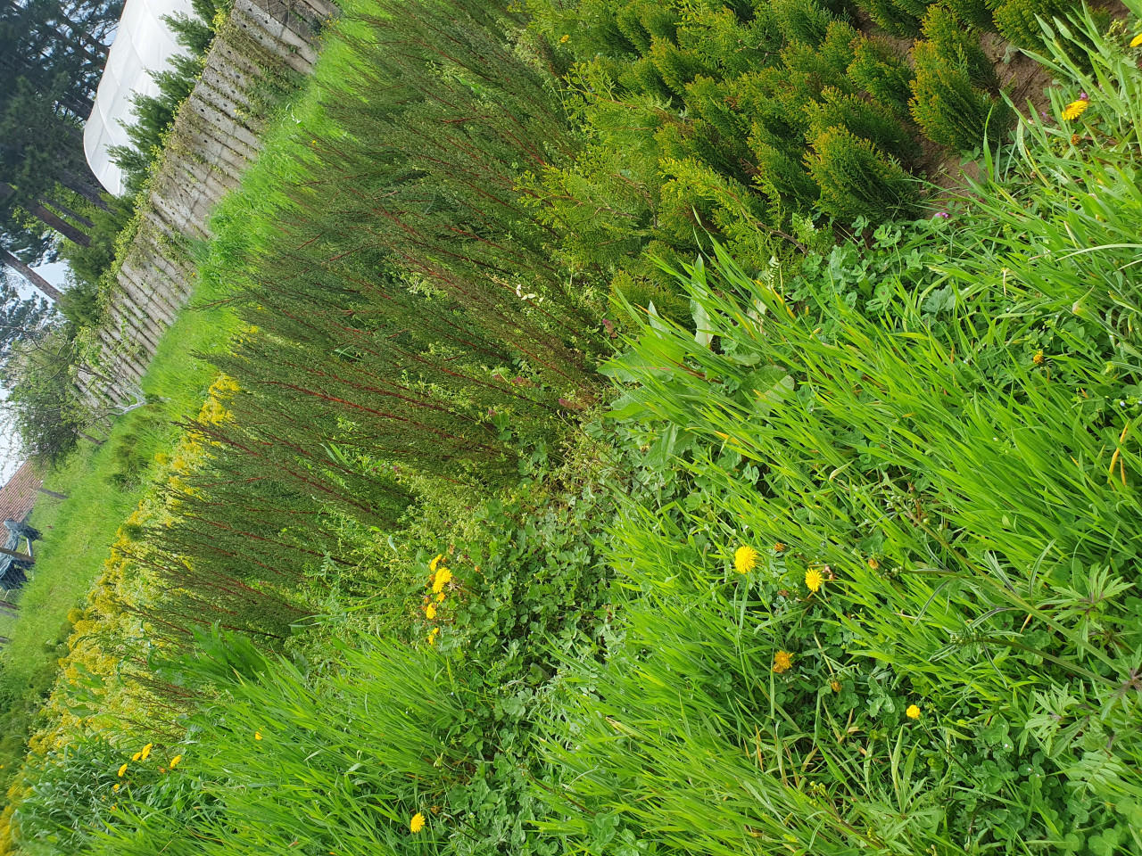 Zlatni cempresi - Sadnice - OLX.ba