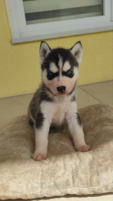 Sibirski haski - Psi i Štenad - OLX.ba