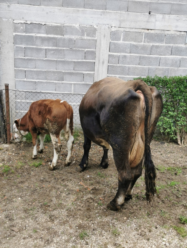 Krava i tele - Krave - OLX.ba