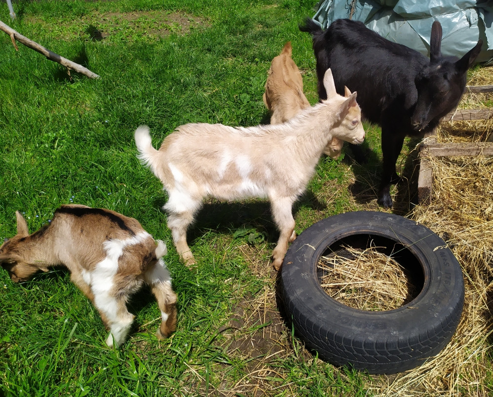 Koza i jare - Koze - OLX.ba