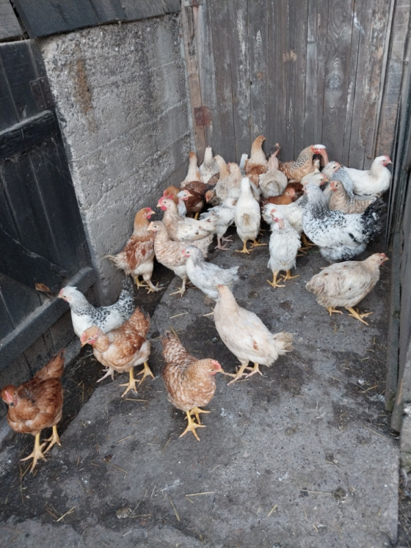 Domaci pilici - Kokoške - OLX.ba