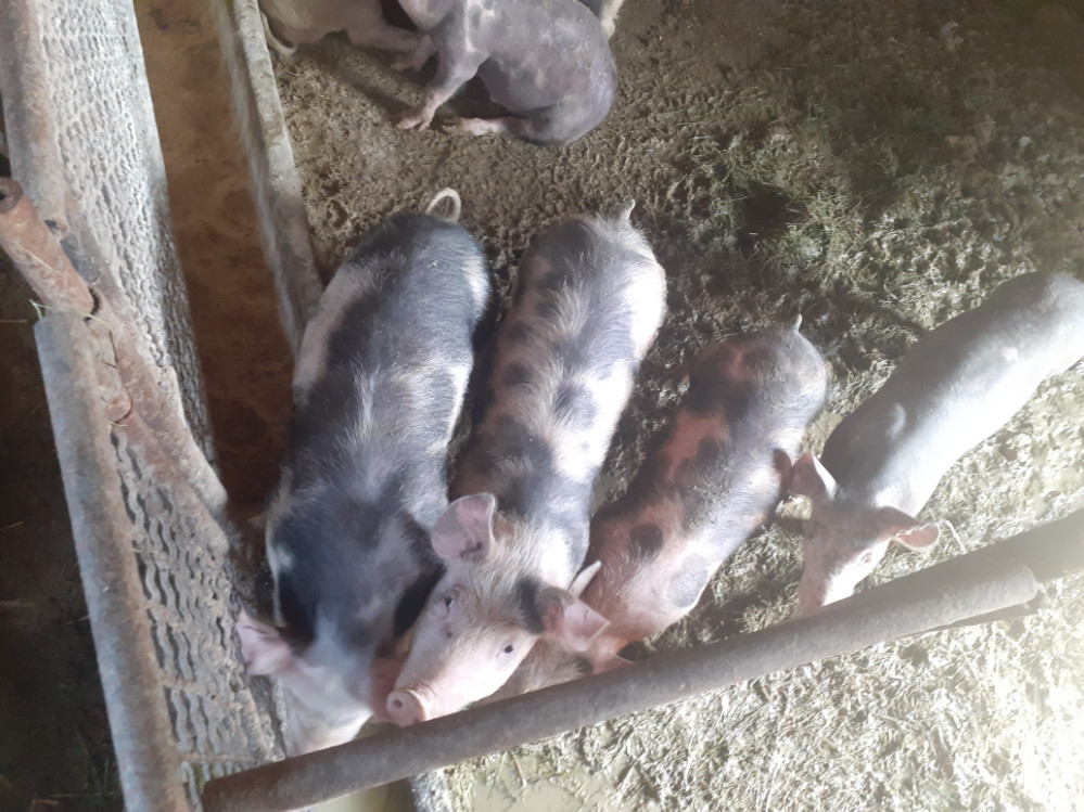 Prasici mali - Svinje - OLX.ba