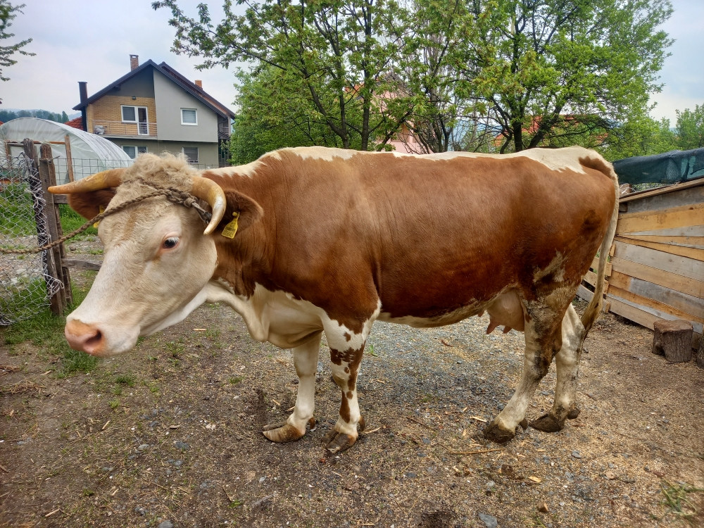 Krava simentalka - Krave - OLX.ba