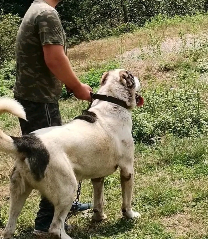 Azijat Kangal Volkodav sarplaninac tornjak - Psi i Štenad - OLX.ba