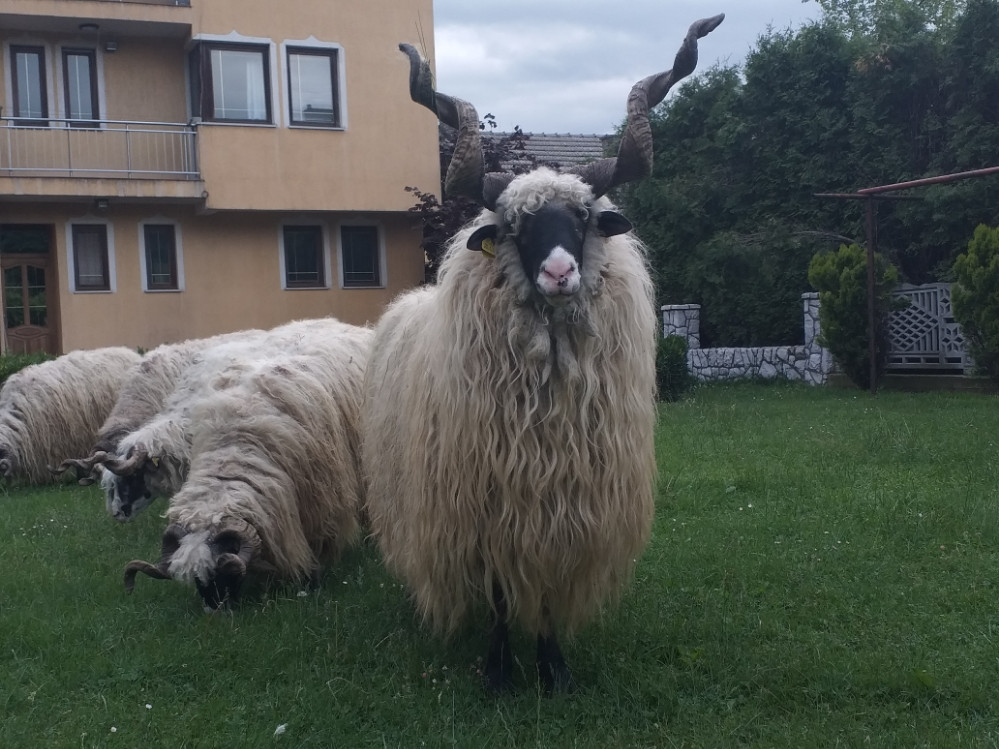 PRODAJEM OVNOVE OVNOVI DUBSKA PRAMENKA - Ovce - OLX.ba