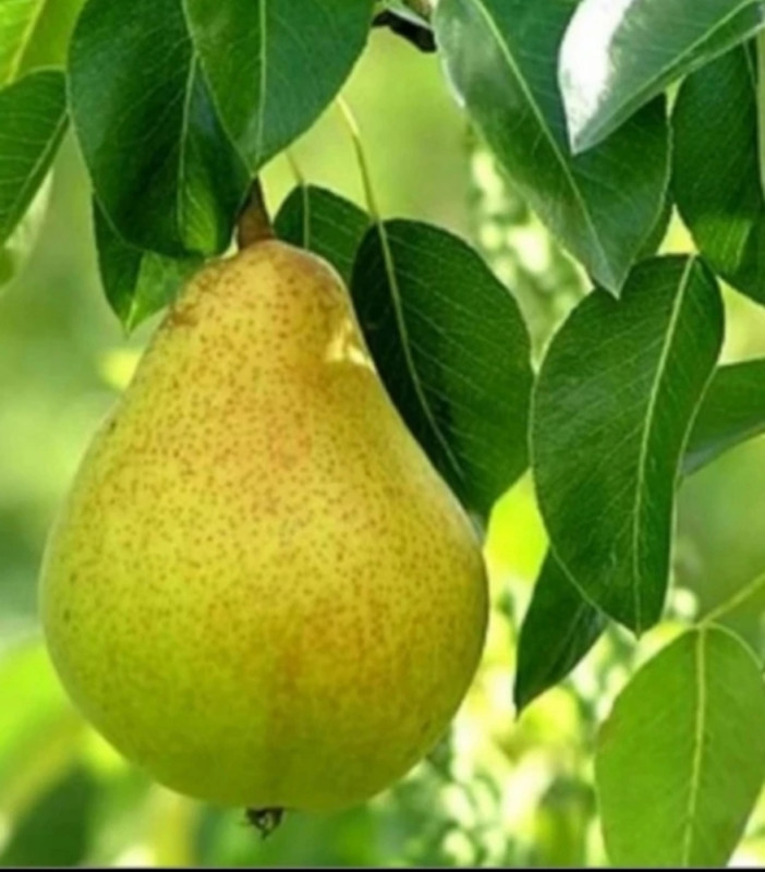 Rakija kruska - Rakije - OLX.ba