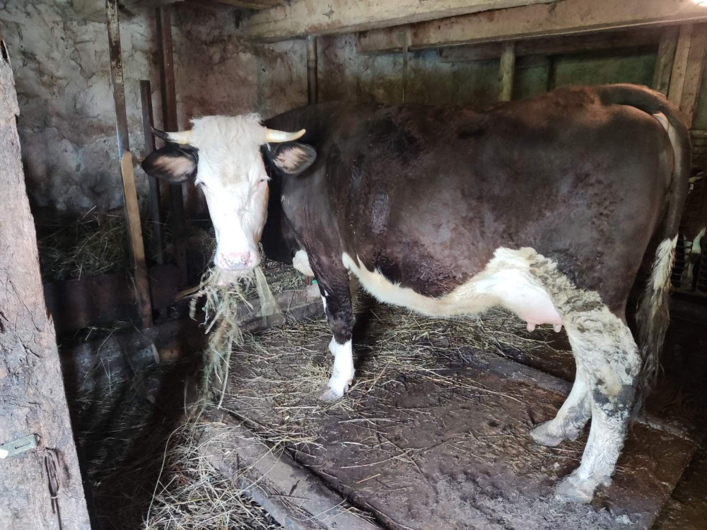 Krava junica - Krave - OLX.ba