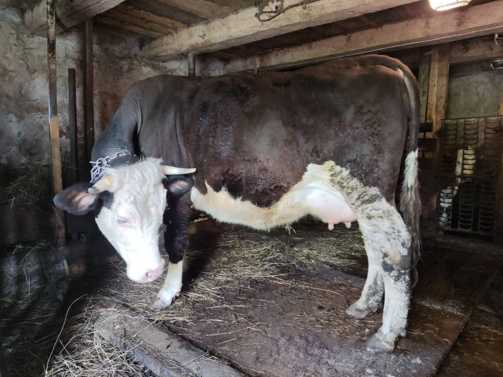 Krava junica - Krave - OLX.ba