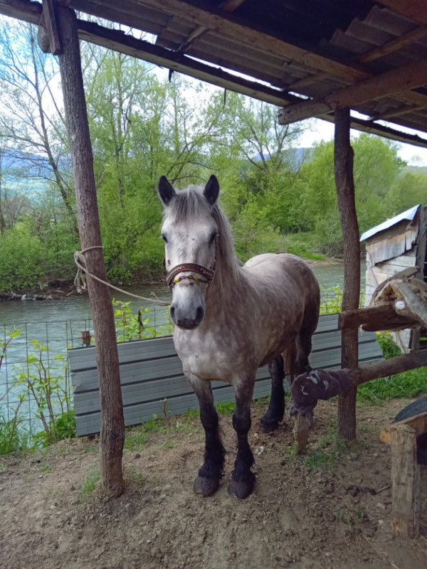 Konj radni - Konji - OLX.ba