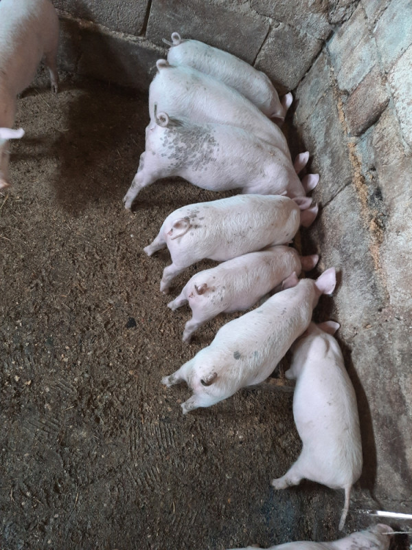 Prasci prasici svinje - Svinje - OLX.ba